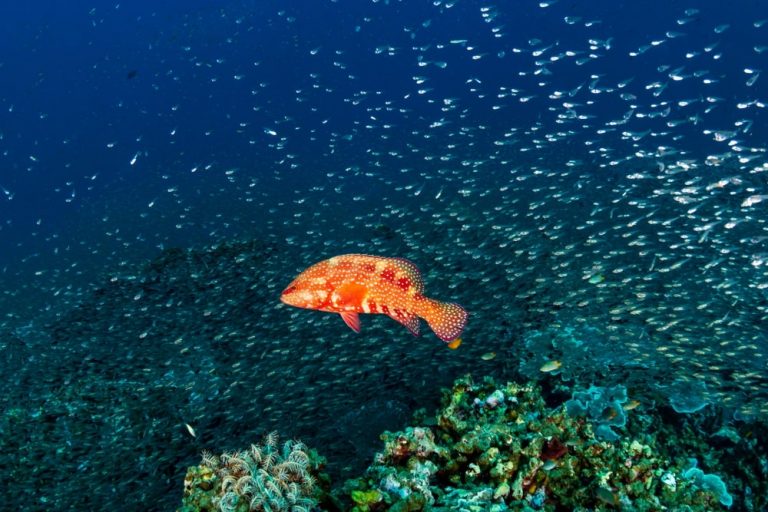 ROCK COD FISH - Morro Bay Landing
